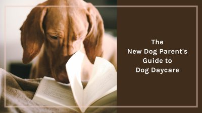 Doggie daycare, dog boarding, and pet spa - Hounds Town USA.